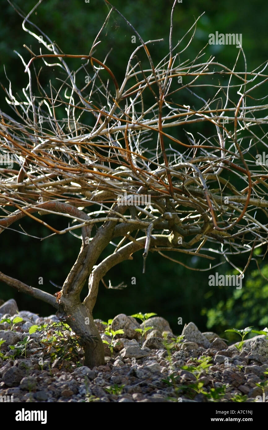 A small tree with a tangled mess of branches in a rock garden Stock ...