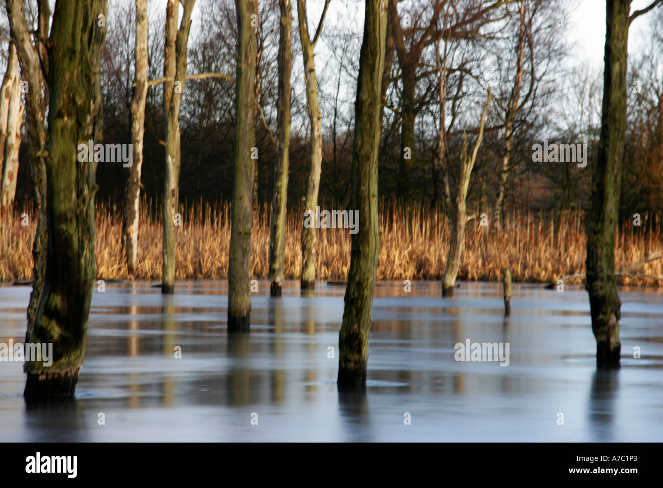 Trees grow through frozen lake Stock Photo - Alamy