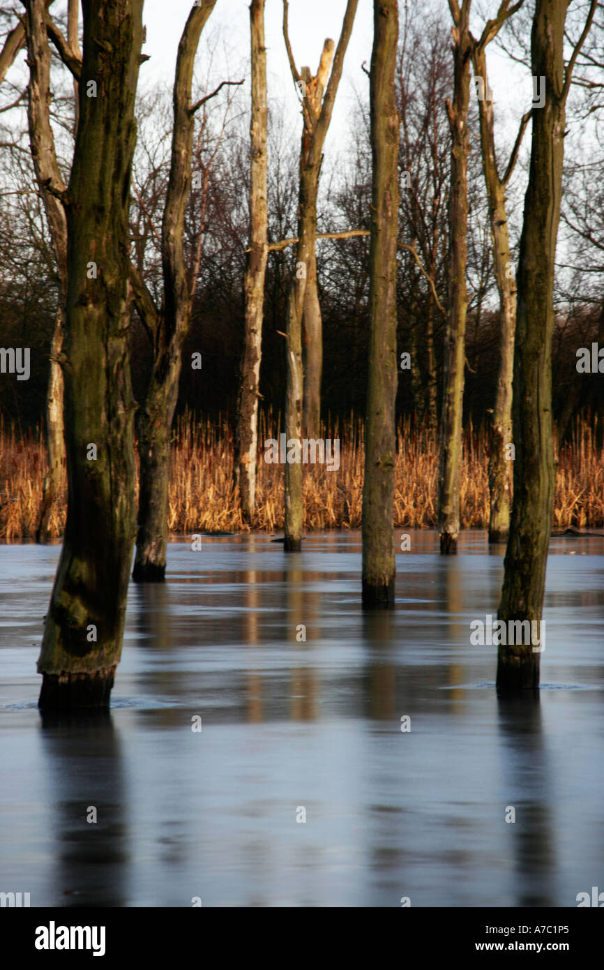 Trees grow through frozen lake Stock Photo - Alamy