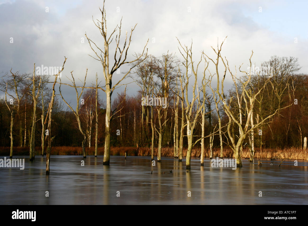 Trees grow through frozen lake Stock Photo - Alamy
