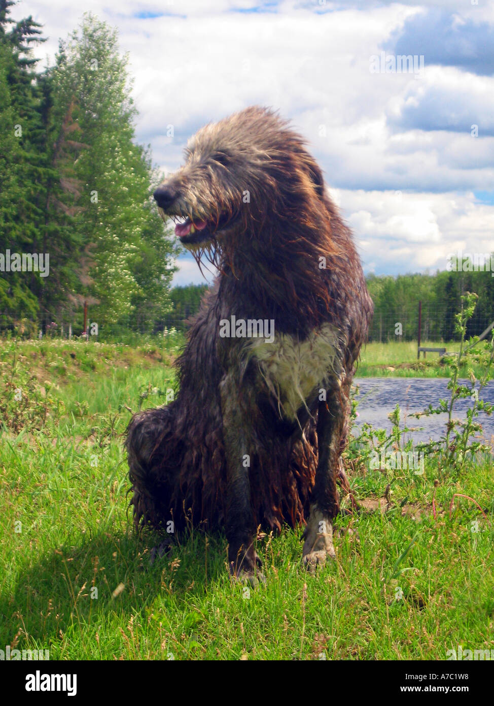 Irish farm wet hi-res stock photography and images - Alamy
