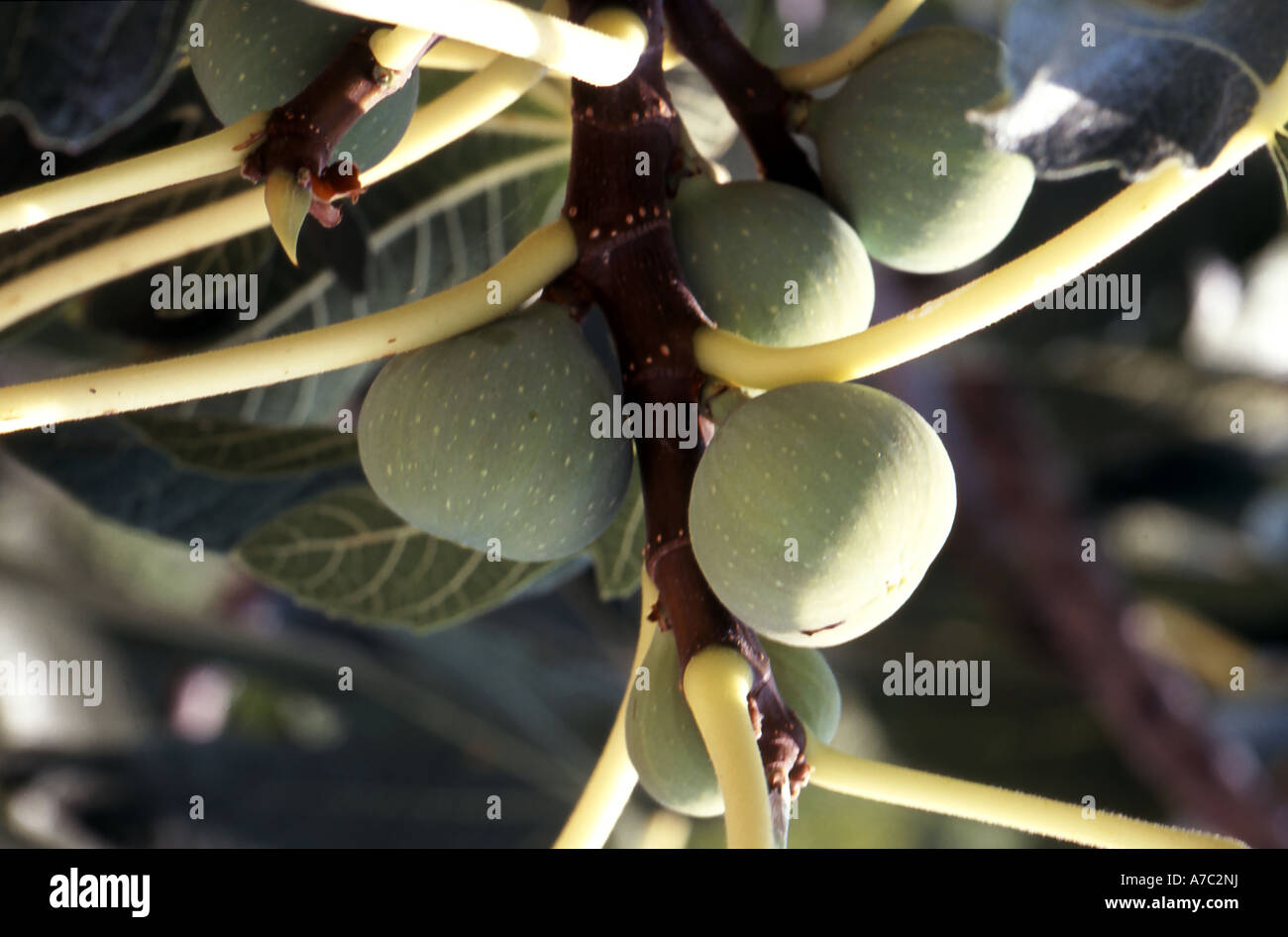 Figs growing on the tree - yet to ripen Stock Photo - Alamy