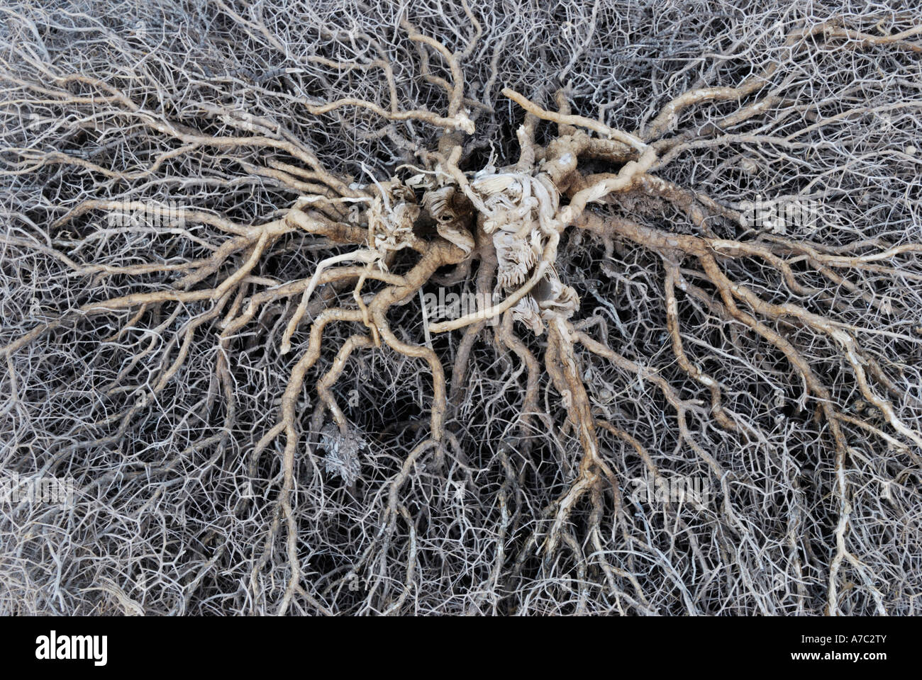 Branching roots hi-res stock photography and images - Alamy