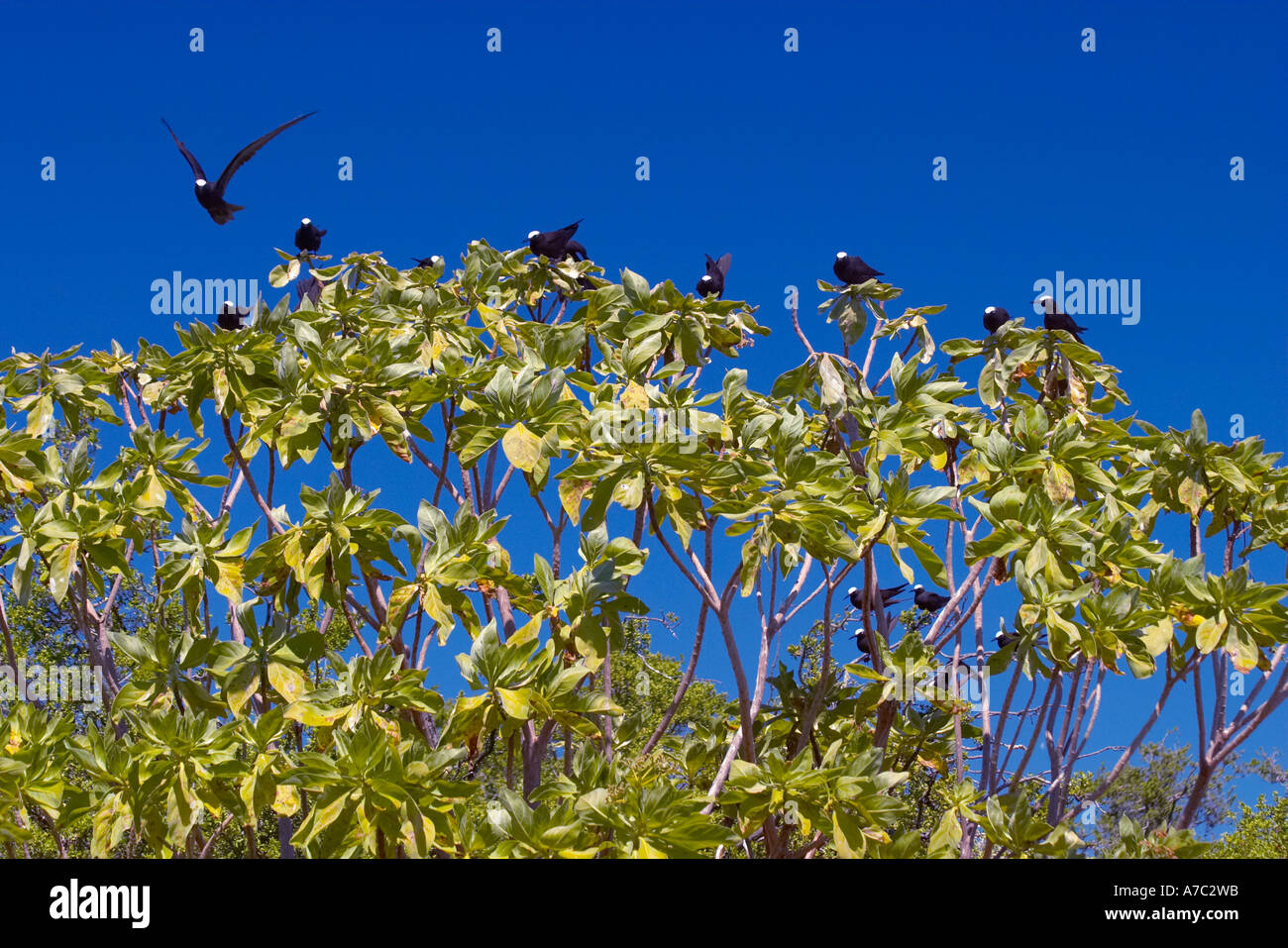Birds on Bird Island Tikehau atoll Tuamotu Islands French Polynesia ...