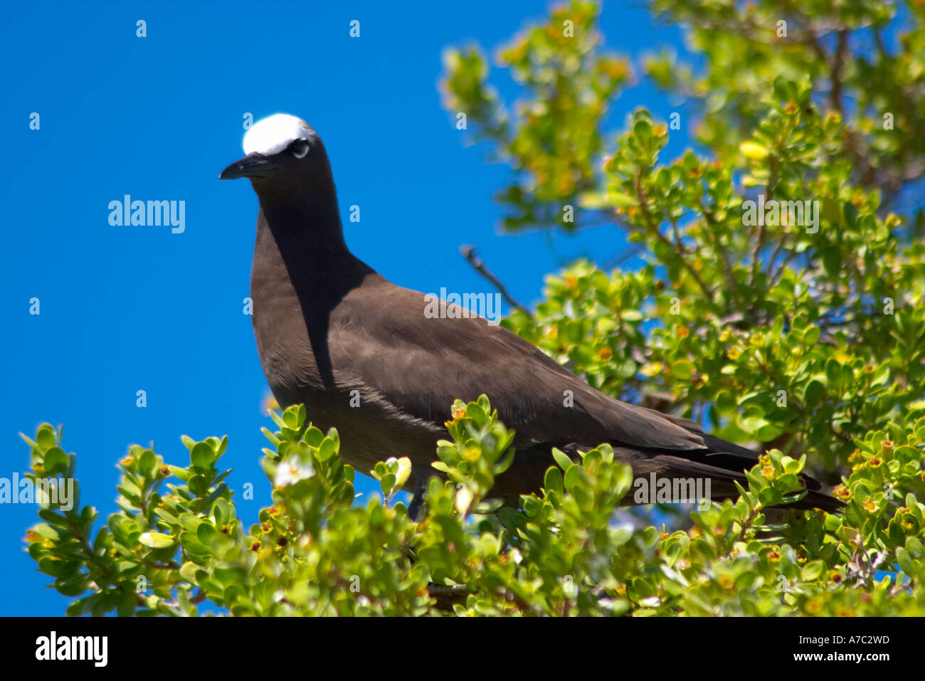 Birds on Bird Island Tikehau atoll Tuamotu Islands French Polynesia ...