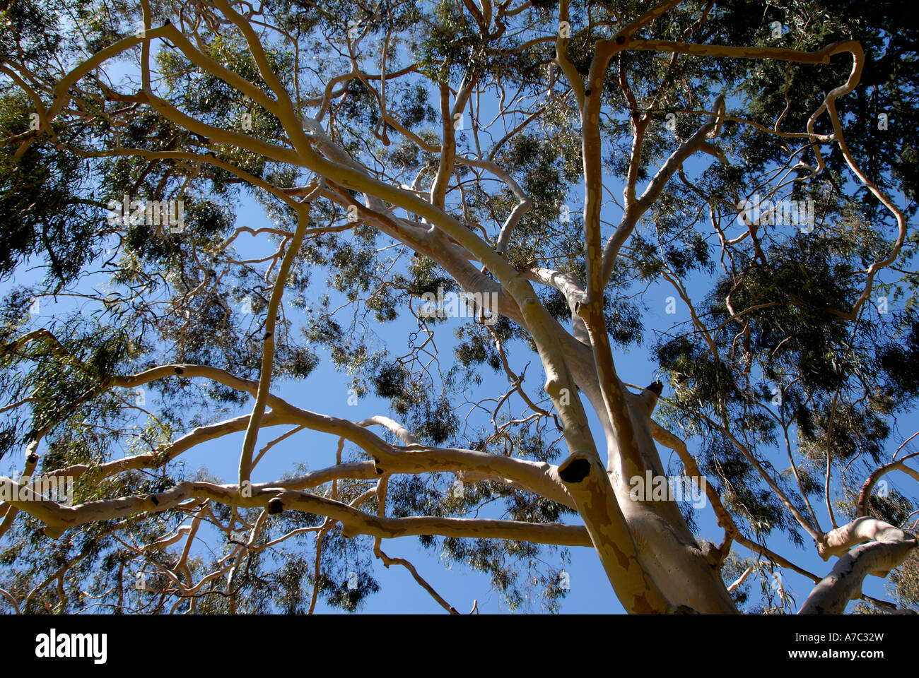Eucalyptus Gum tree Botanical Gardens Albany NSW Australia Stock Photo ...