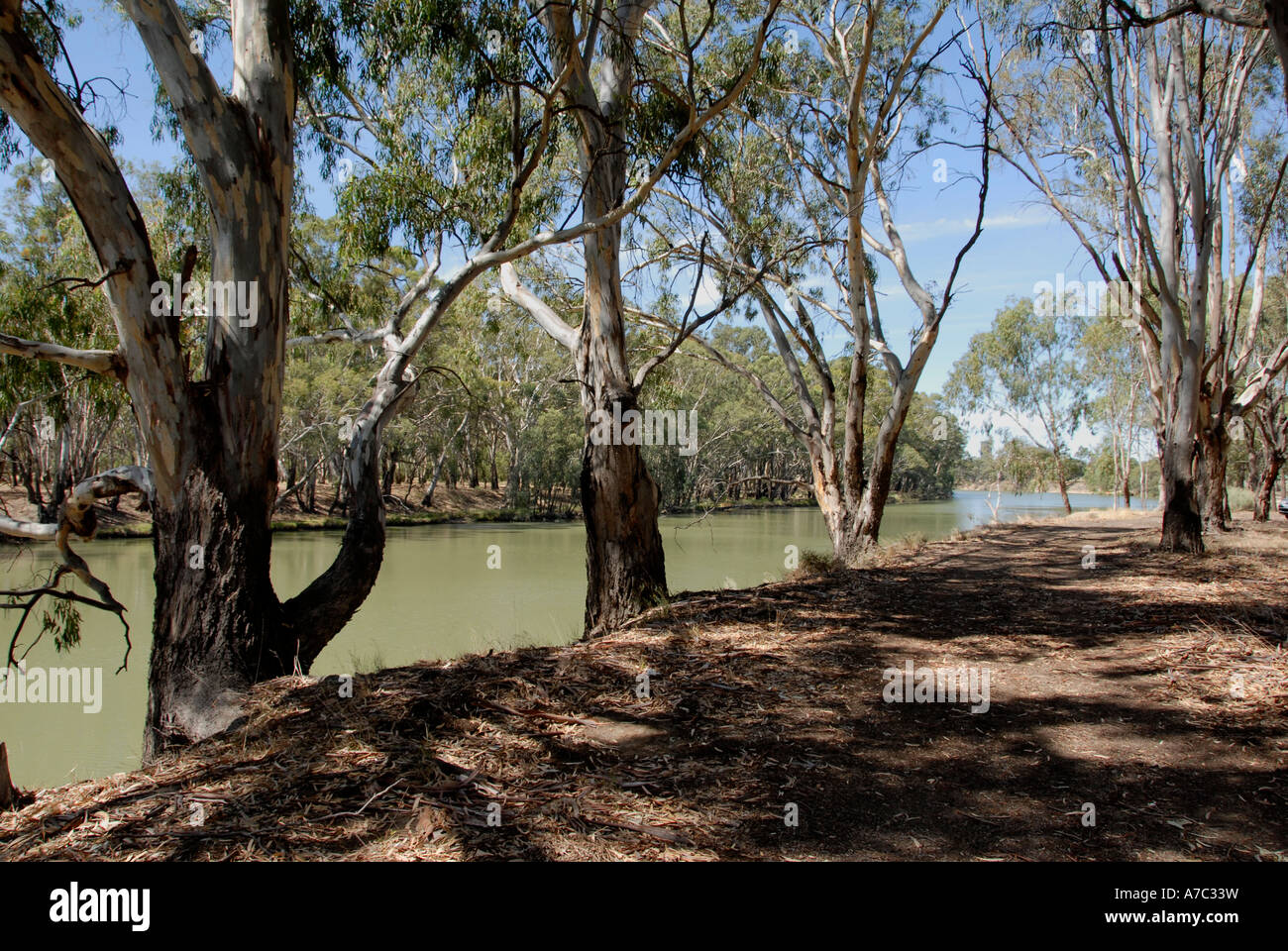 Banks of the Murray River NSW Australia Stock Photo - Alamy