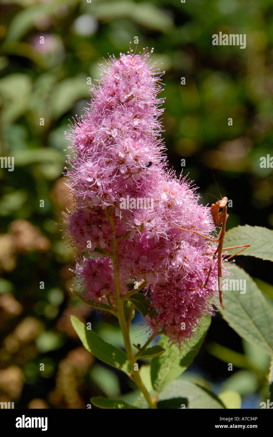 Pink flower with stick insect Botanical Gardens Albany NSW Australia ...