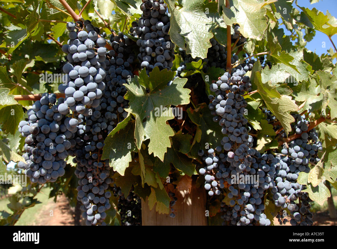Shiraz grape hi-res stock photography and images - Alamy