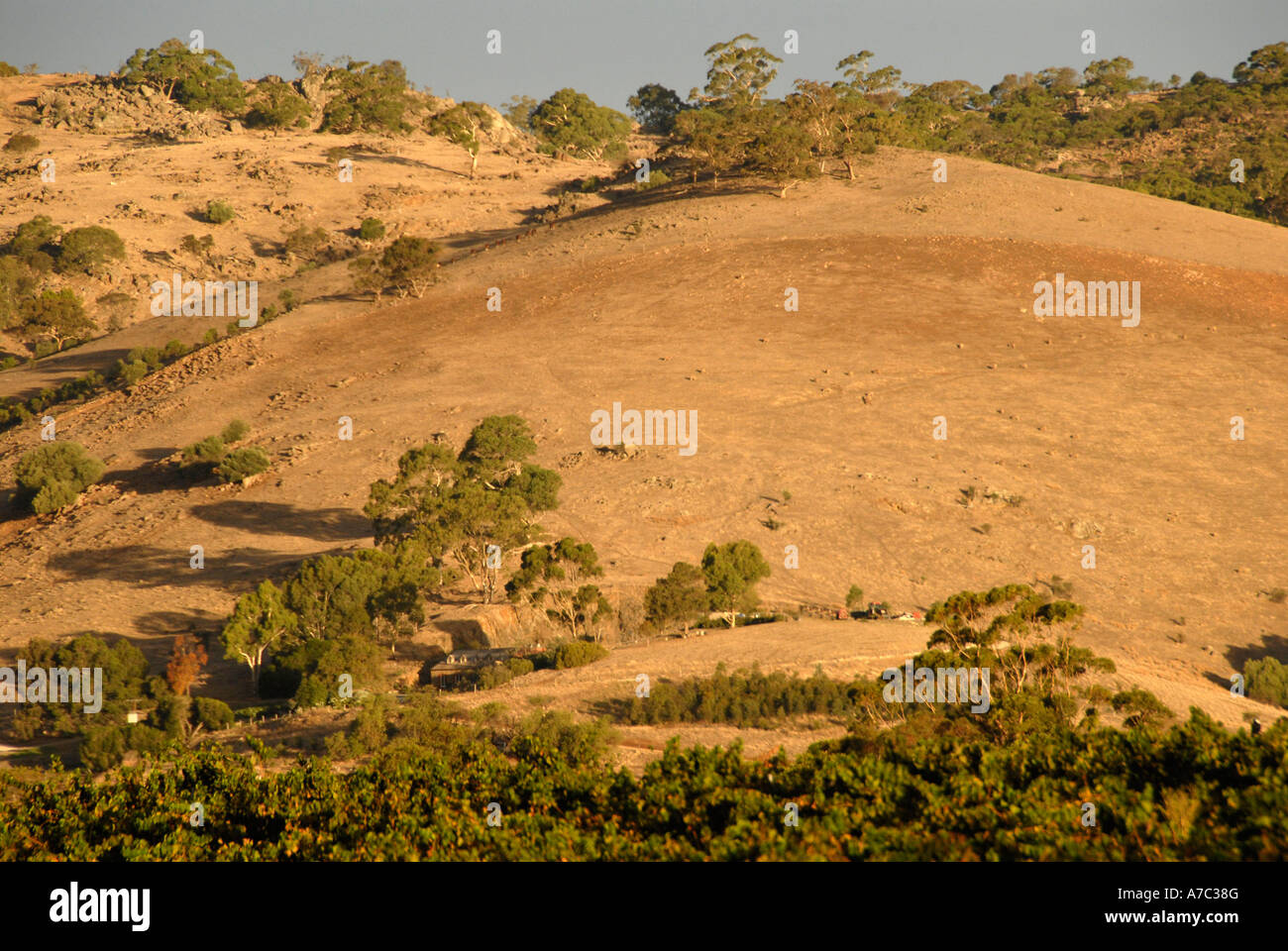 Late light on hillside Barossa Valley South Australia Stock Photo - Alamy