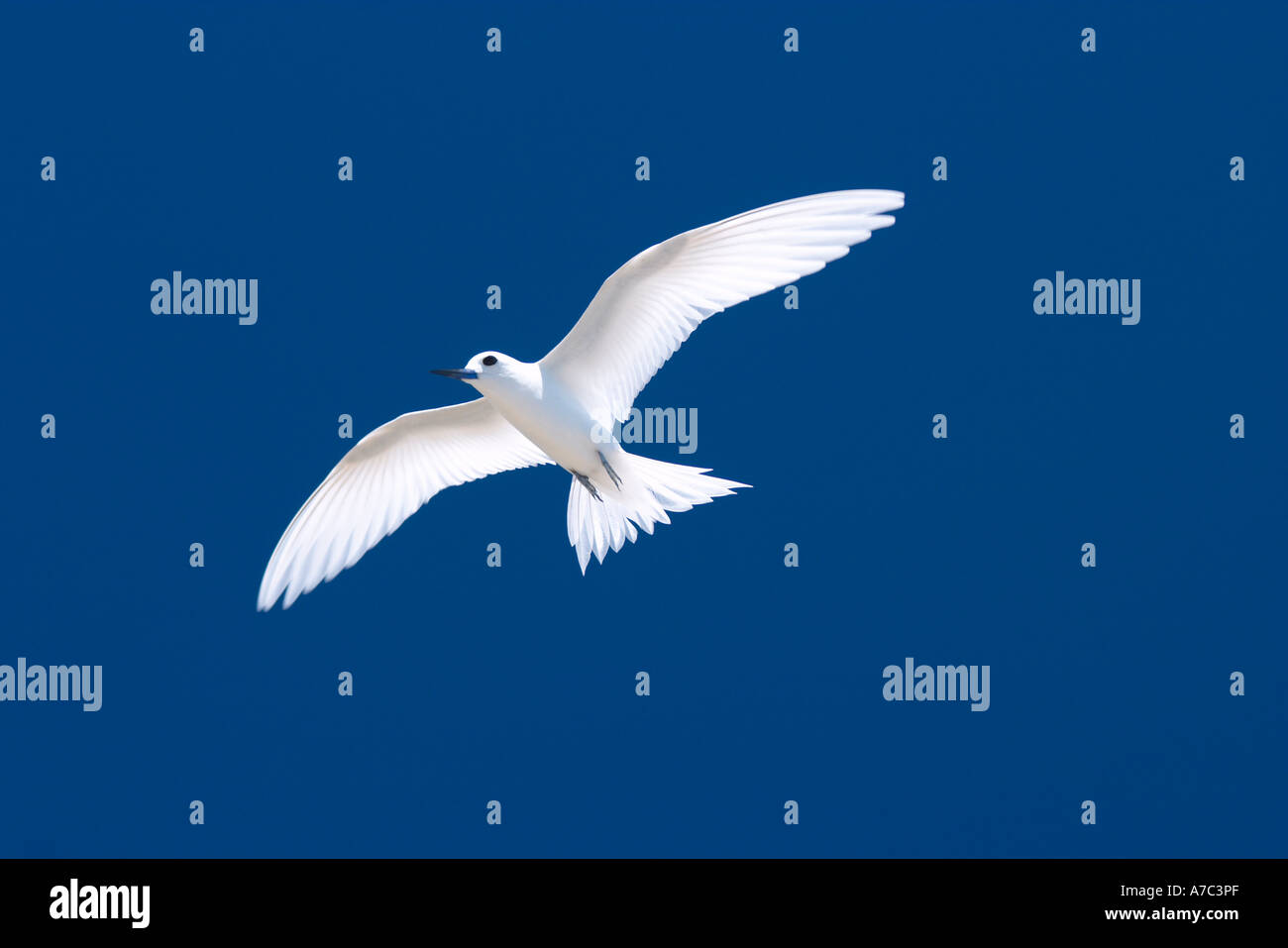 Birds Bora Bora Lagoon French Polynesia Stock Photo - Alamy