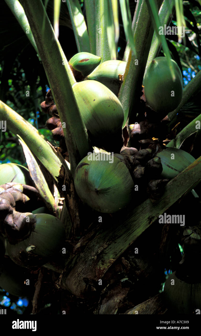 Coco de Mer inside Valle de Mei Praslin Seychelles Stock Photo - Alamy