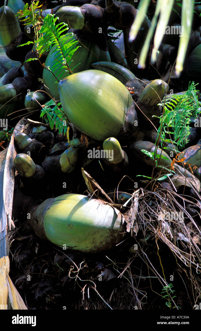 Coco de mer tree valle hi-res stock photography and images - Alamy