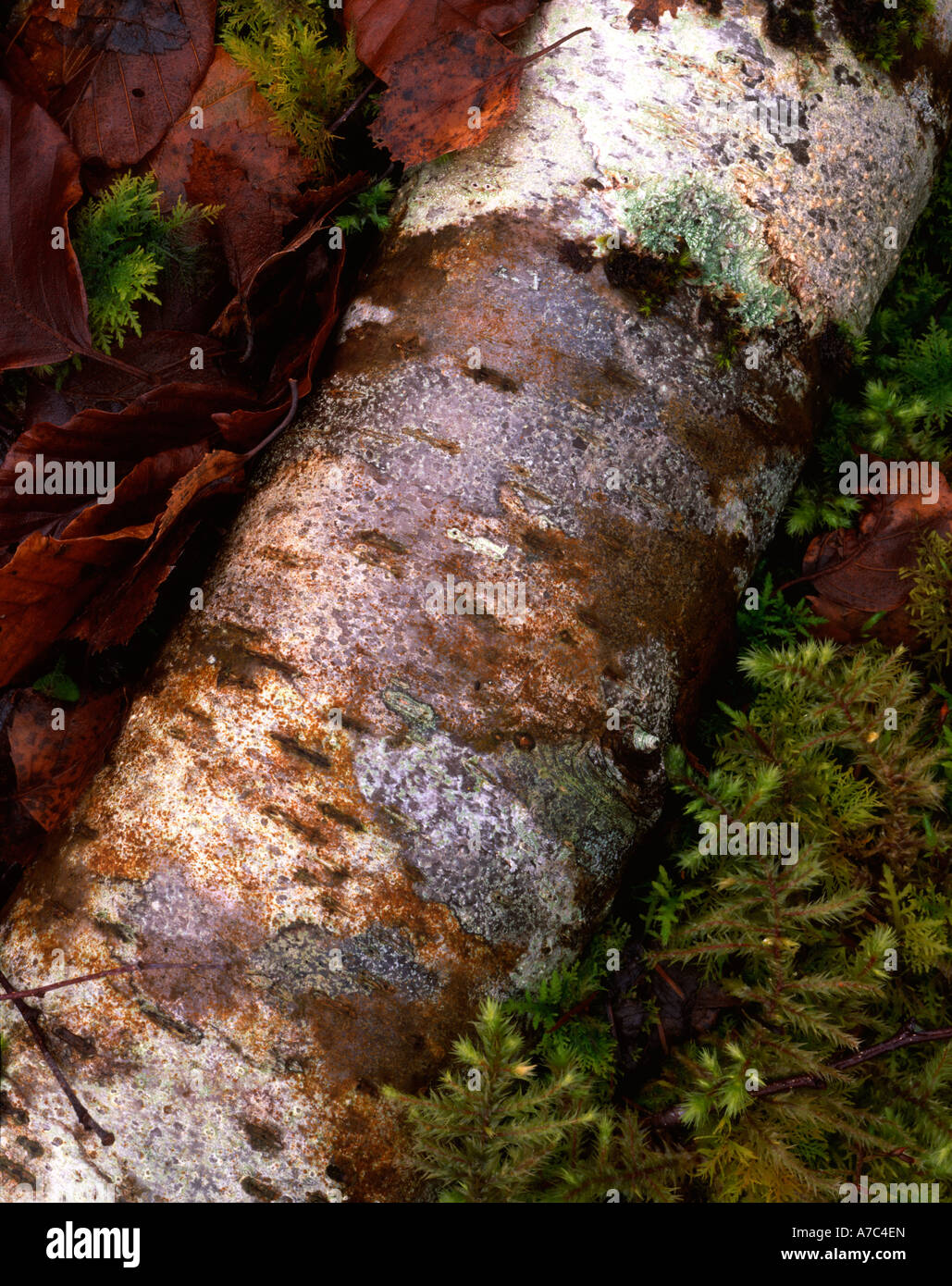 Fallen decaying Birch tree lying in a bed of leaves and moss Stock ...