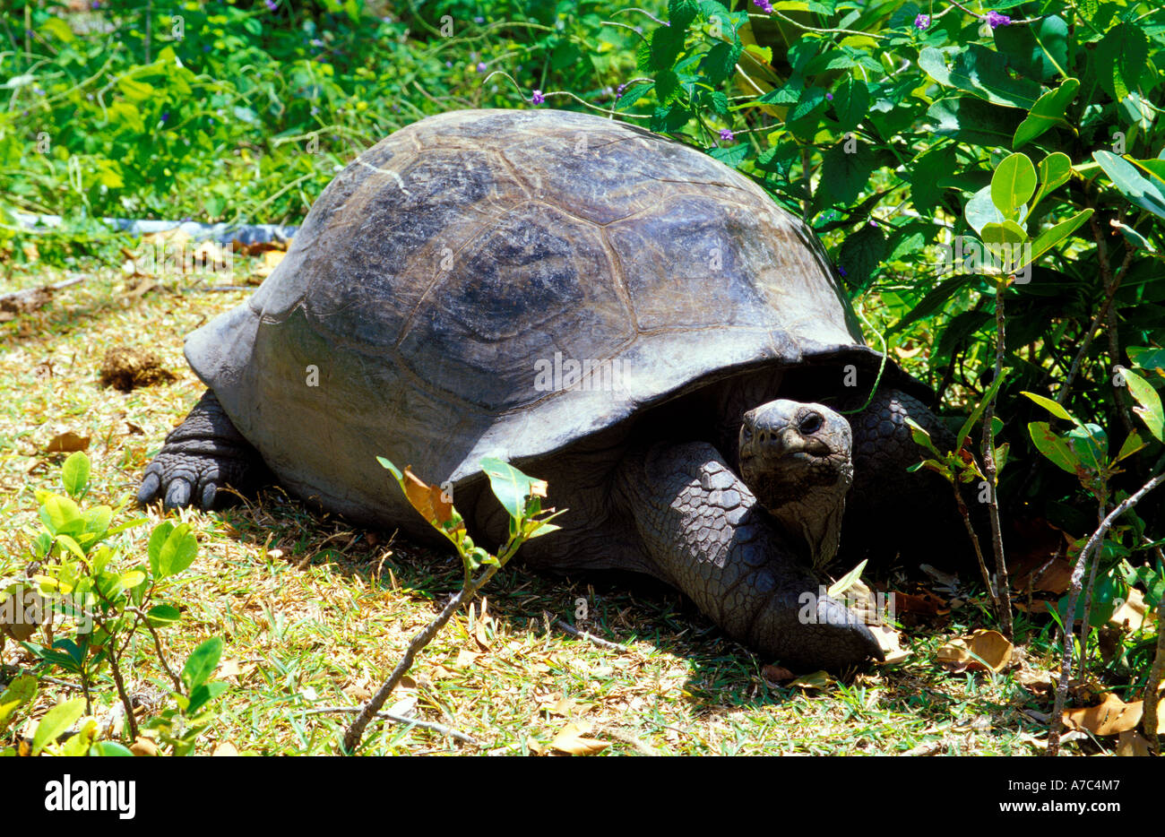 Rainforest tropical africa turtle hi-res stock photography and images ...