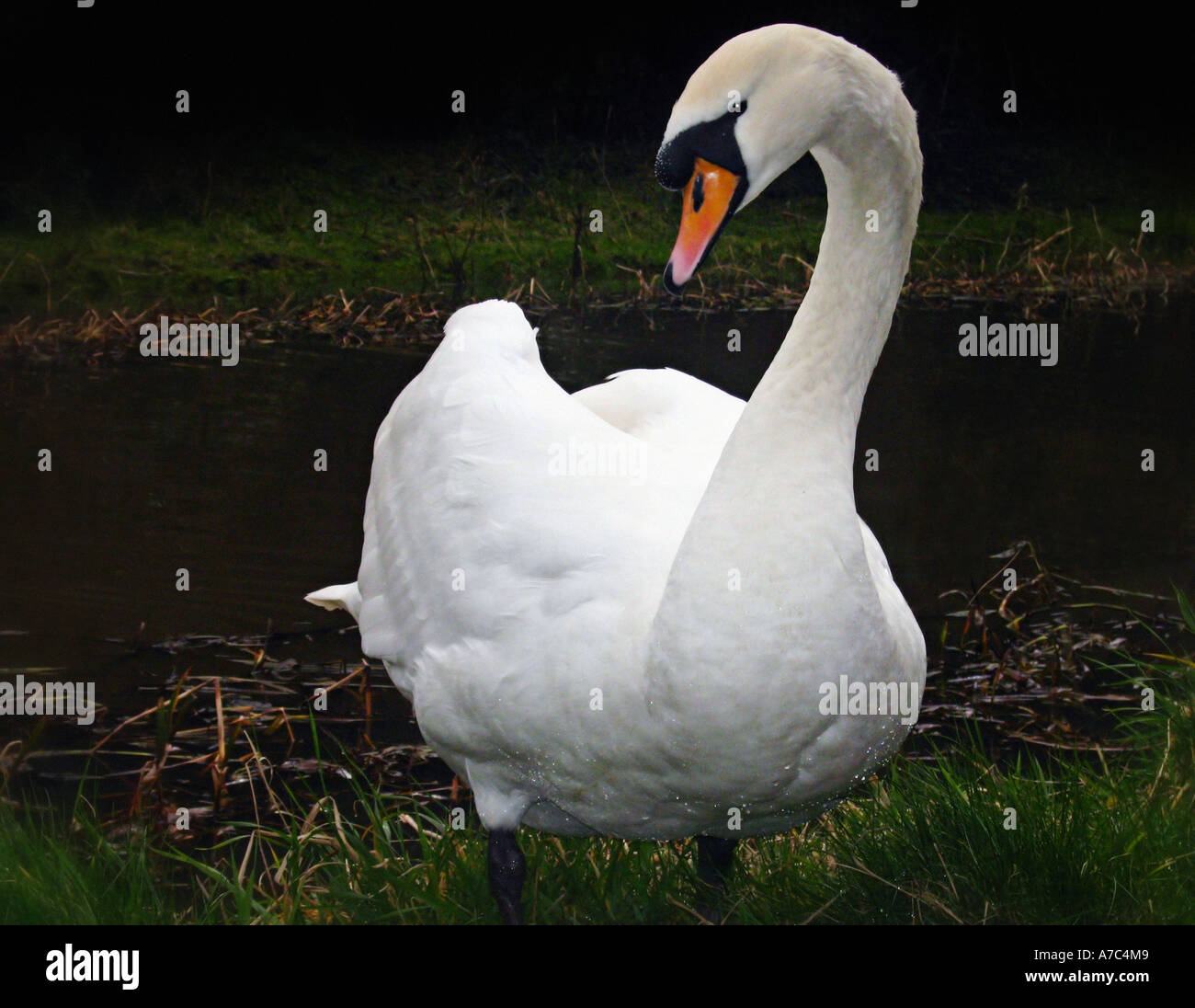 Long necked swan hi-res stock photography and images - Alamy