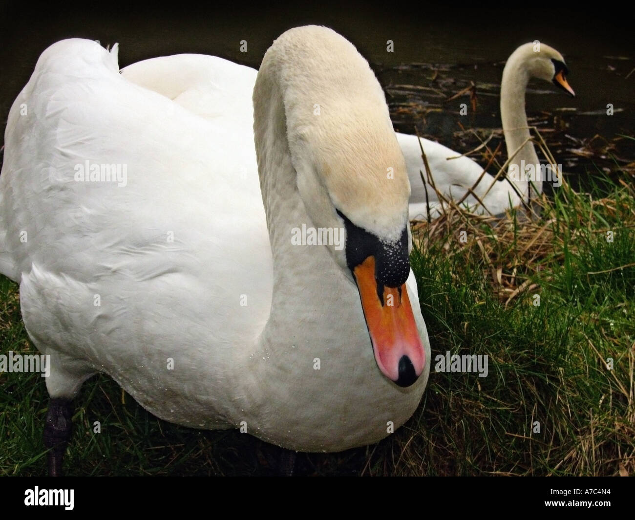 Animal bird swan birds feet hi-res stock photography and images - Alamy