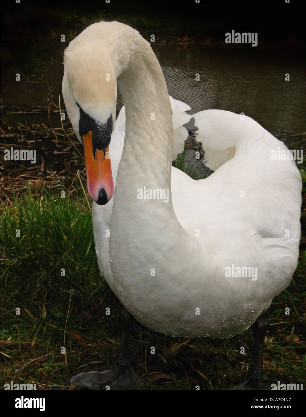 Simpleoutdoors hi-res stock photography and images - Alamy