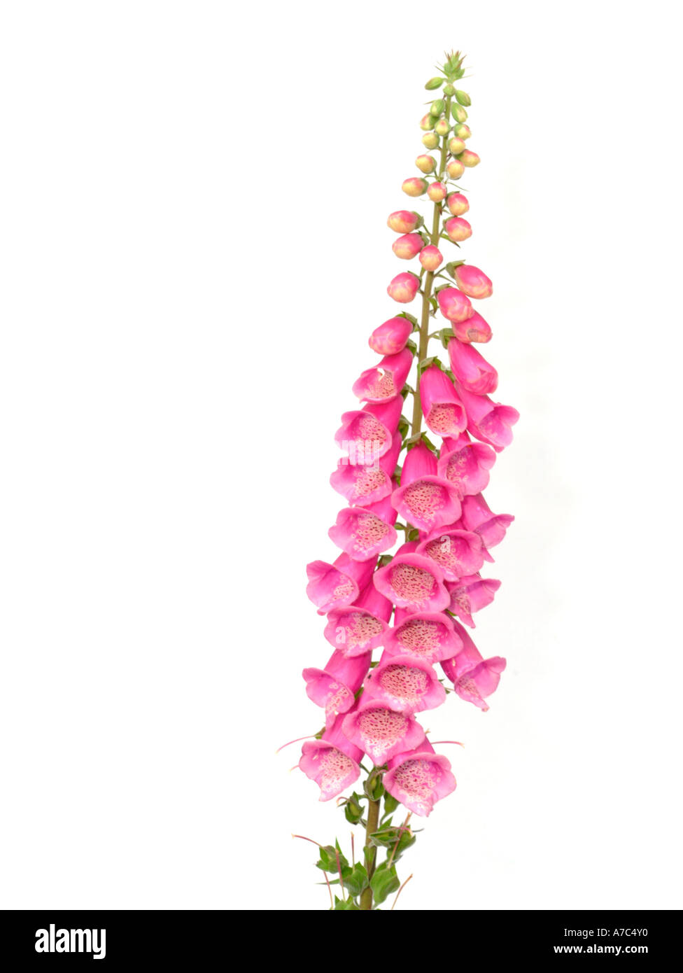 Foxglove on white background Stock Photo - Alamy