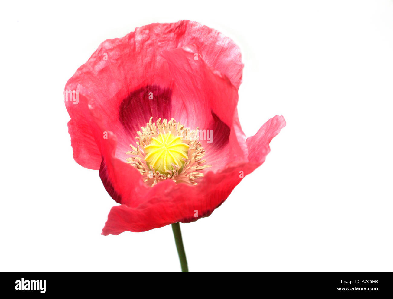 Pink white poppy flowers Cut Out Stock Images & Pictures - Alamy