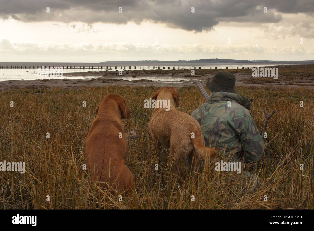 Wildfowler hunting duck and geese with dogs and shotgun on tidal ...