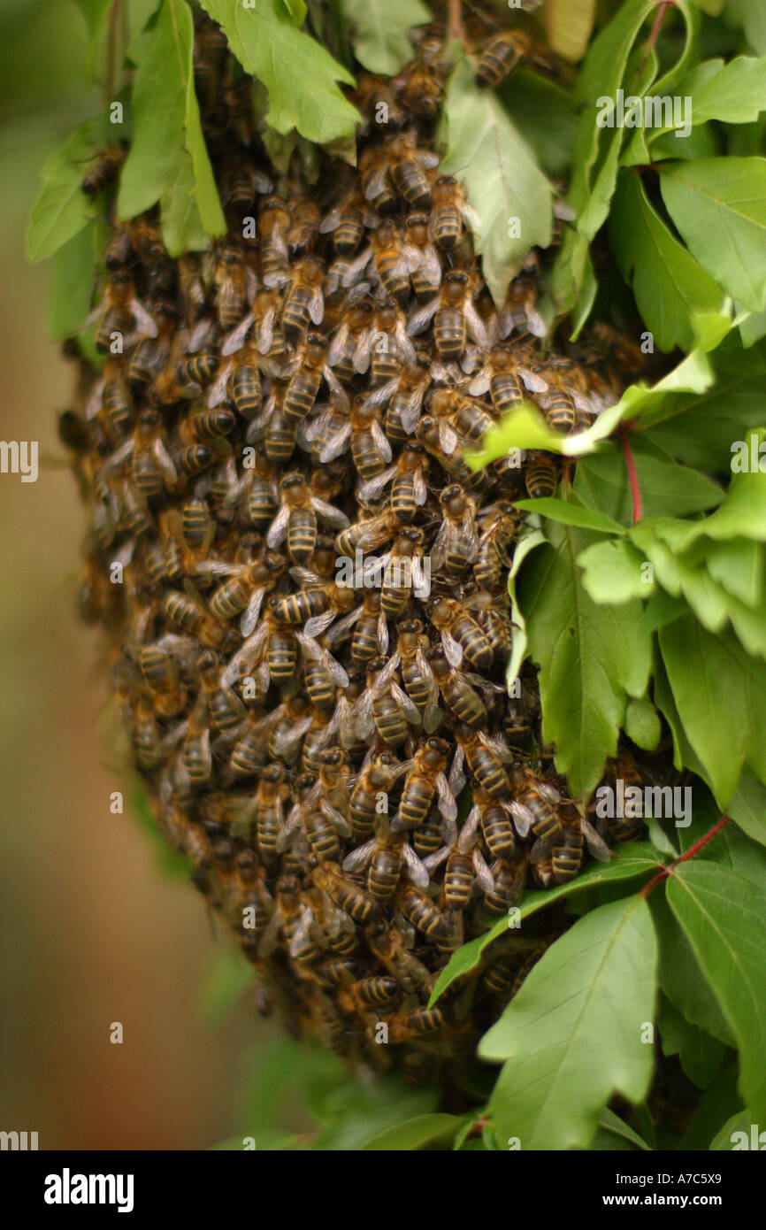 Honey bees swarm hanging from tree Stock Photo - Alamy