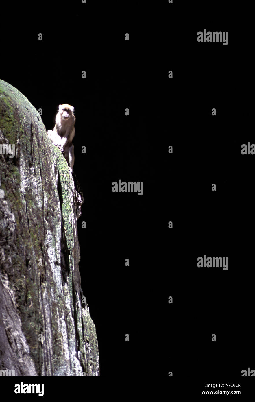 Monkey on top of cliff in front of limestone cave Stock Photo - Alamy