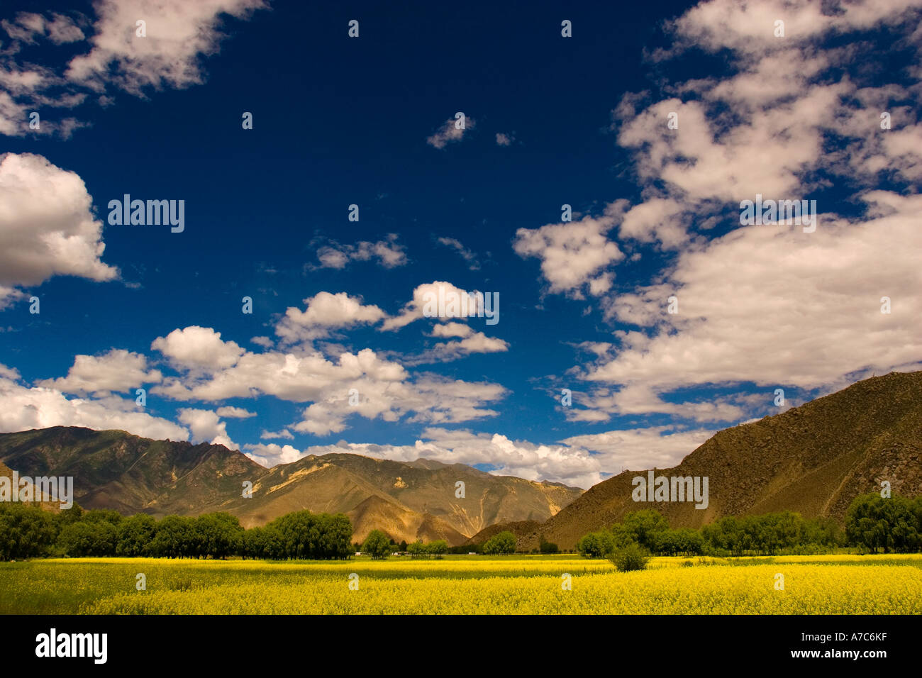 Flower fields outside Samye Monastery Tibet China Stock Photo - Alamy