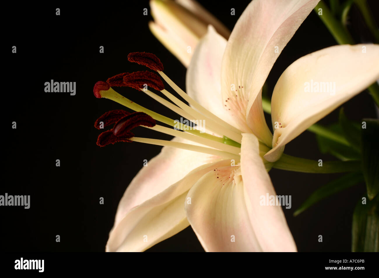 Pink and cream flower hi-res stock photography and images - Alamy