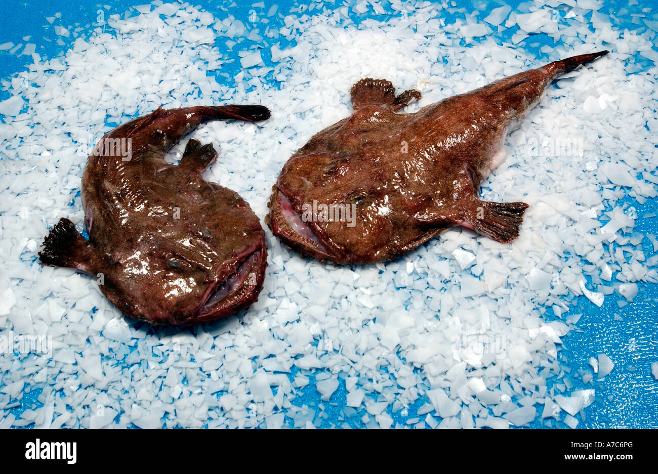 Monkfish hi-res stock photography and images - Alamy