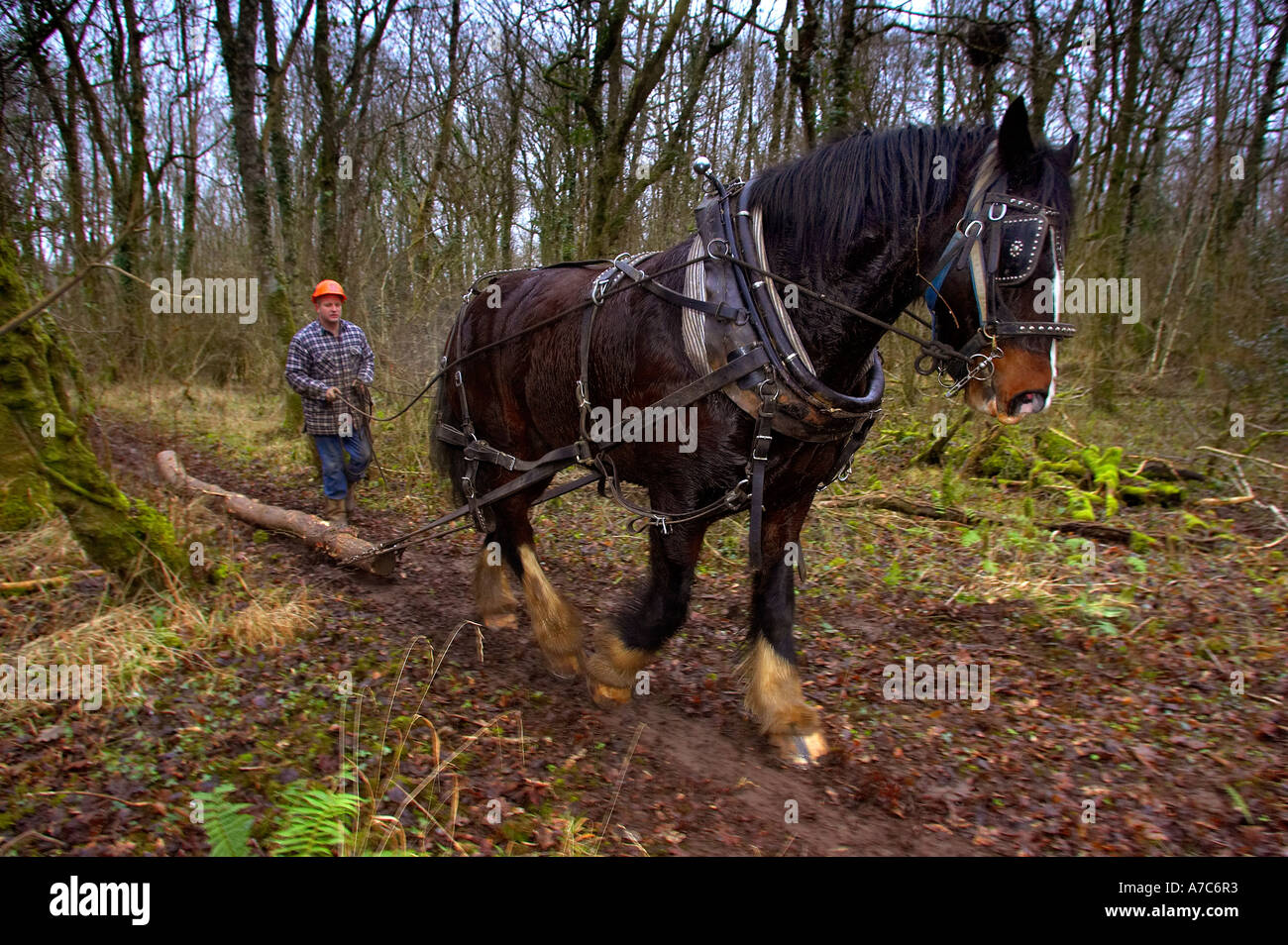 Devon farmer Ben May using a shire horse to move logs from woodland ...