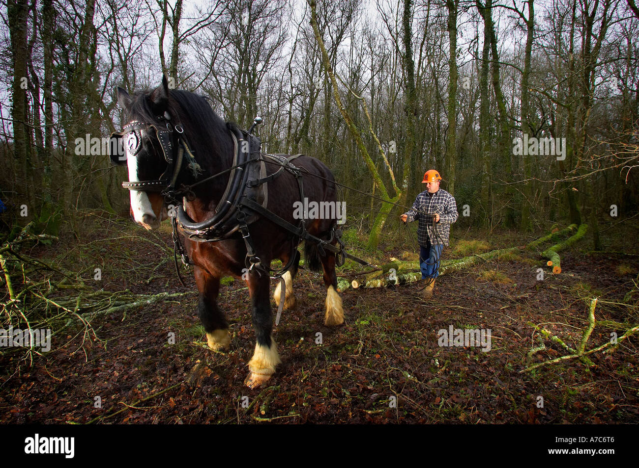 Shire horse logging hi-res stock photography and images - Alamy
