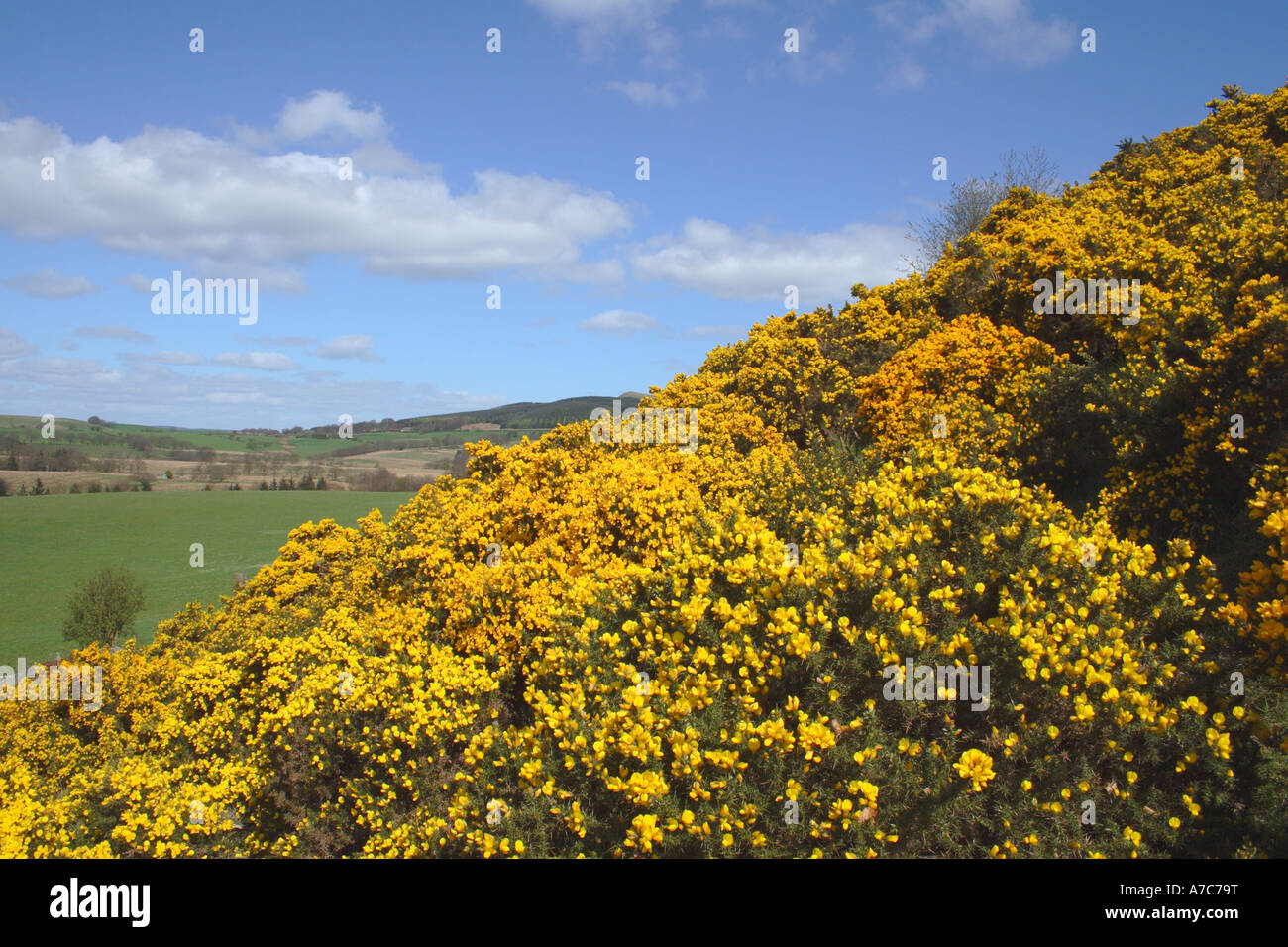 Gorse evergreen bushes hi-res stock photography and images - Alamy