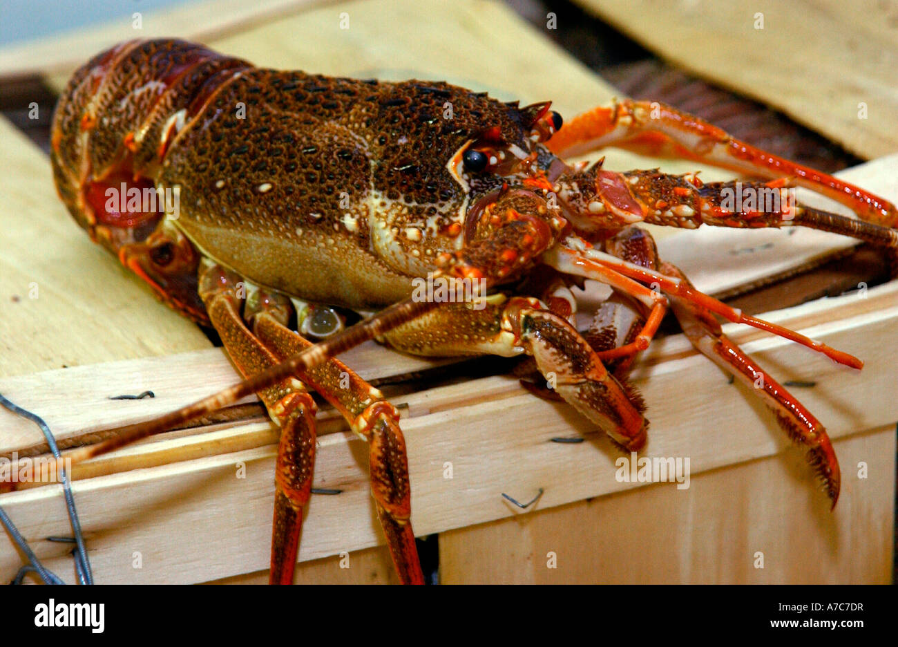Langoustine cooked langouste seafood hi-res stock photography and ...