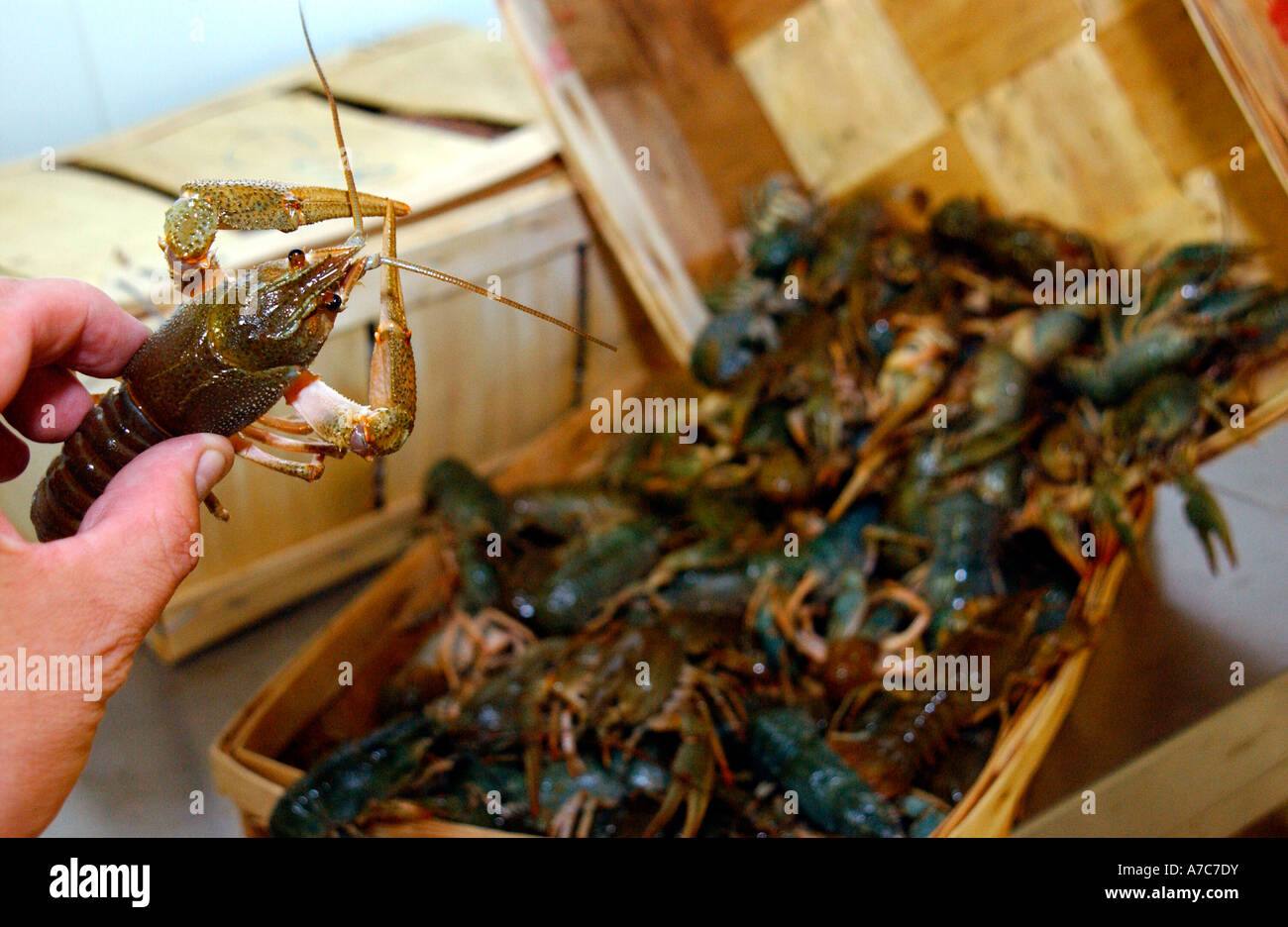 Hand holding crayfish hi-res stock photography and images - Alamy