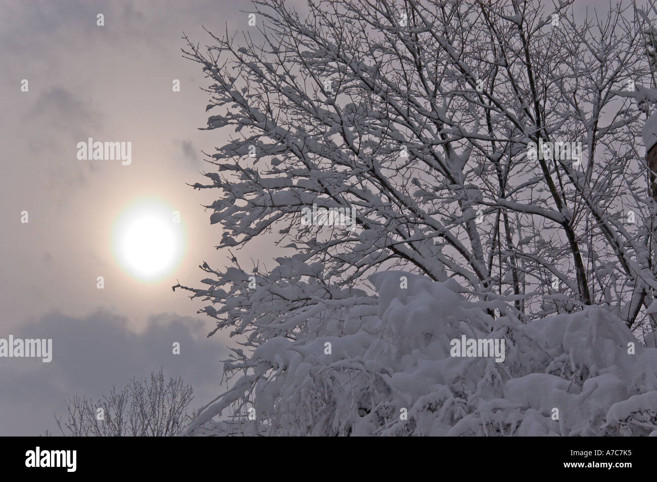 Sunset sun shining through the branches of tree in snow storm day ...