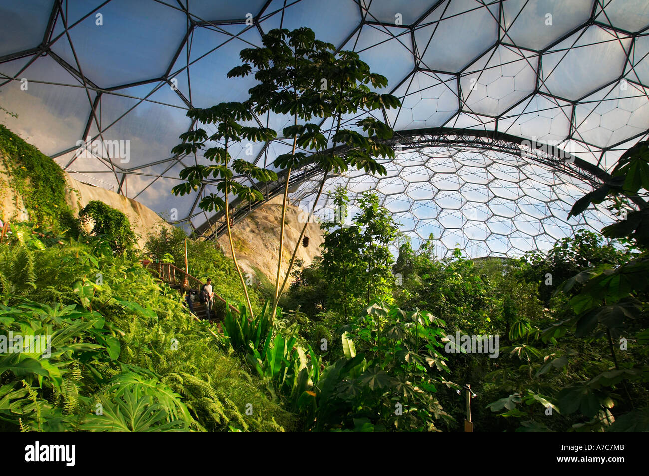Humid tropics biome hi-res stock photography and images - Alamy