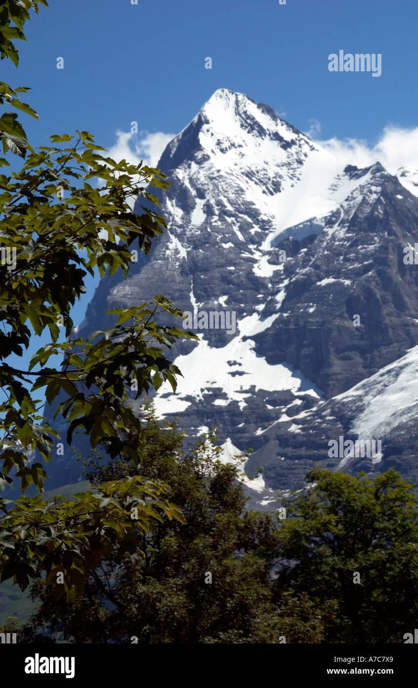 Alps trees hi-res stock photography and images - Alamy
