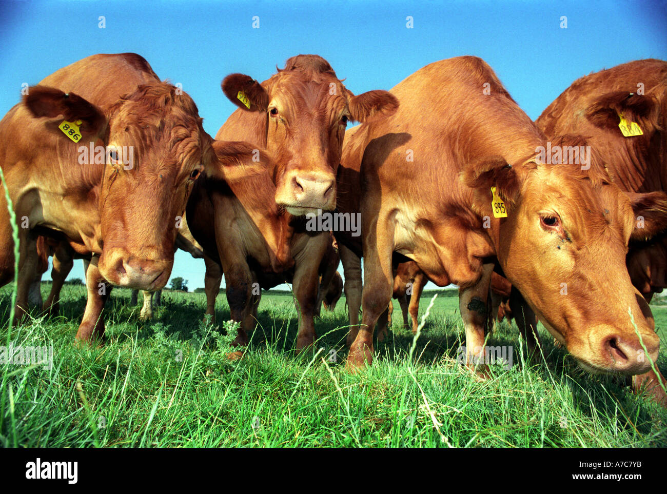 South Devon beef cattle Stock Photo - Alamy