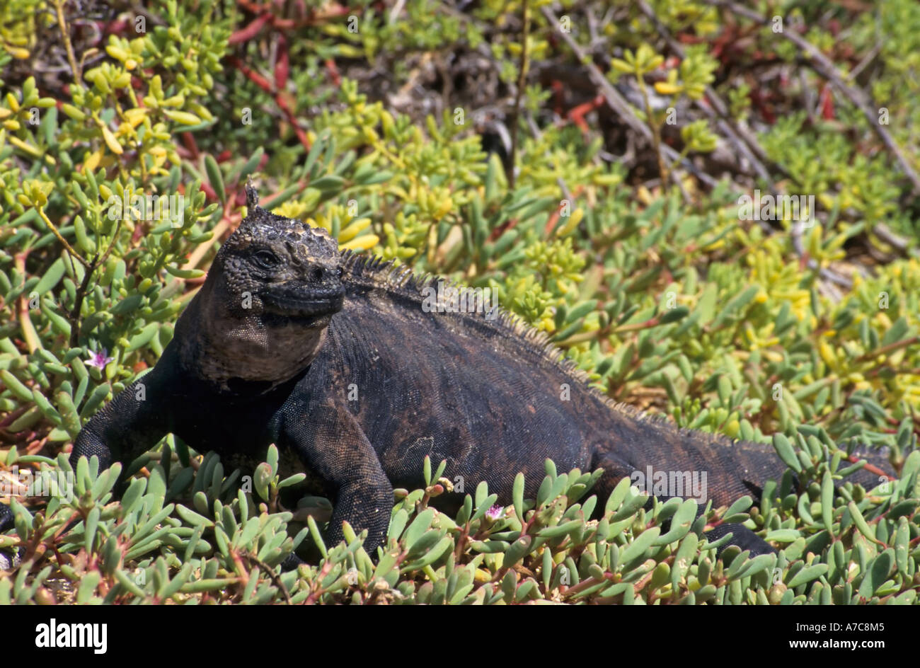 Marine Iguaga, Santa Cruz Island, Galapagos Islands, Ecuador Stock ...