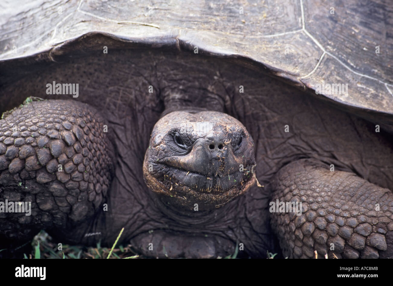 Santa cruz breed hi-res stock photography and images - Alamy