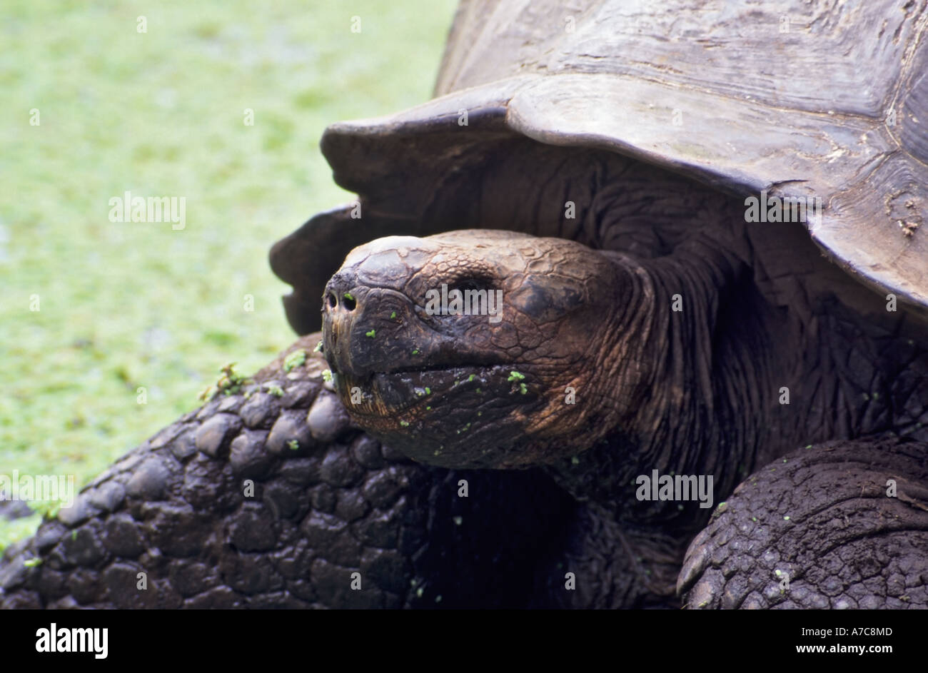 Giant Tortoise, Santa Cruz, Galapagos Islands, Ecuador Stock Photo - Alamy