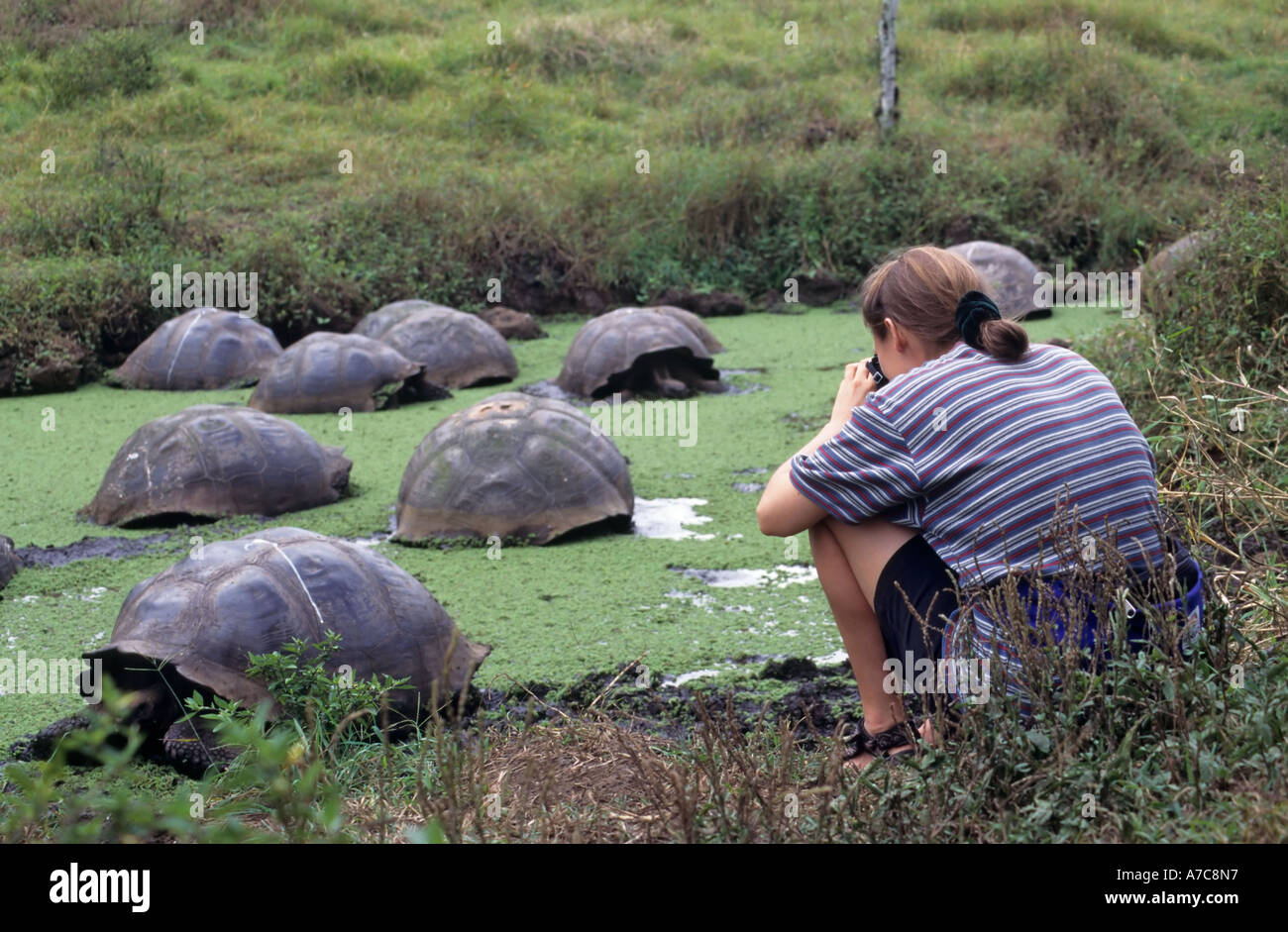 Tourist watching the Giant Tortoises, Santa Cruz, Galapagos Islands ...