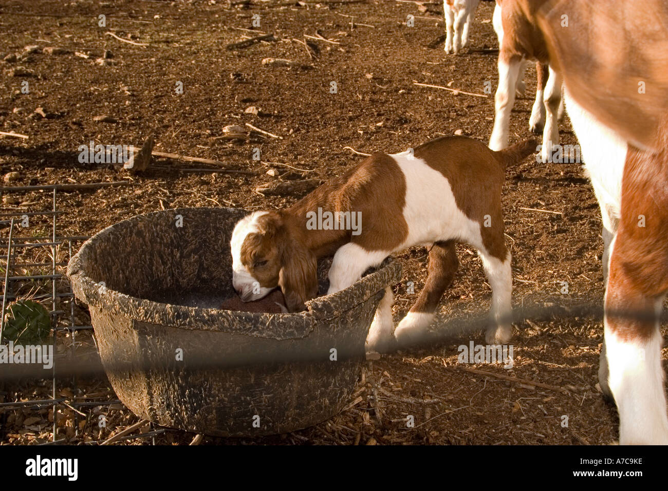 New Born Goat Stock Photo - Alamy