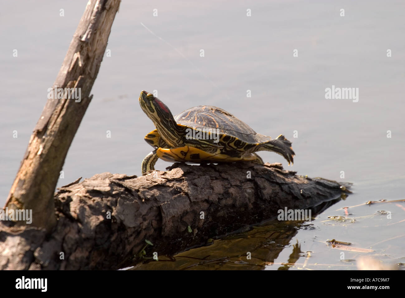 A Turtle stretches Stock Photo - Alamy