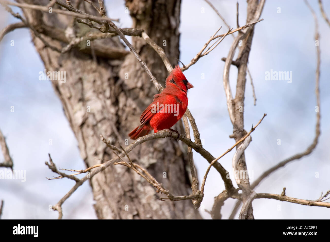 Windy day cardinal hi-res stock photography and images - Alamy