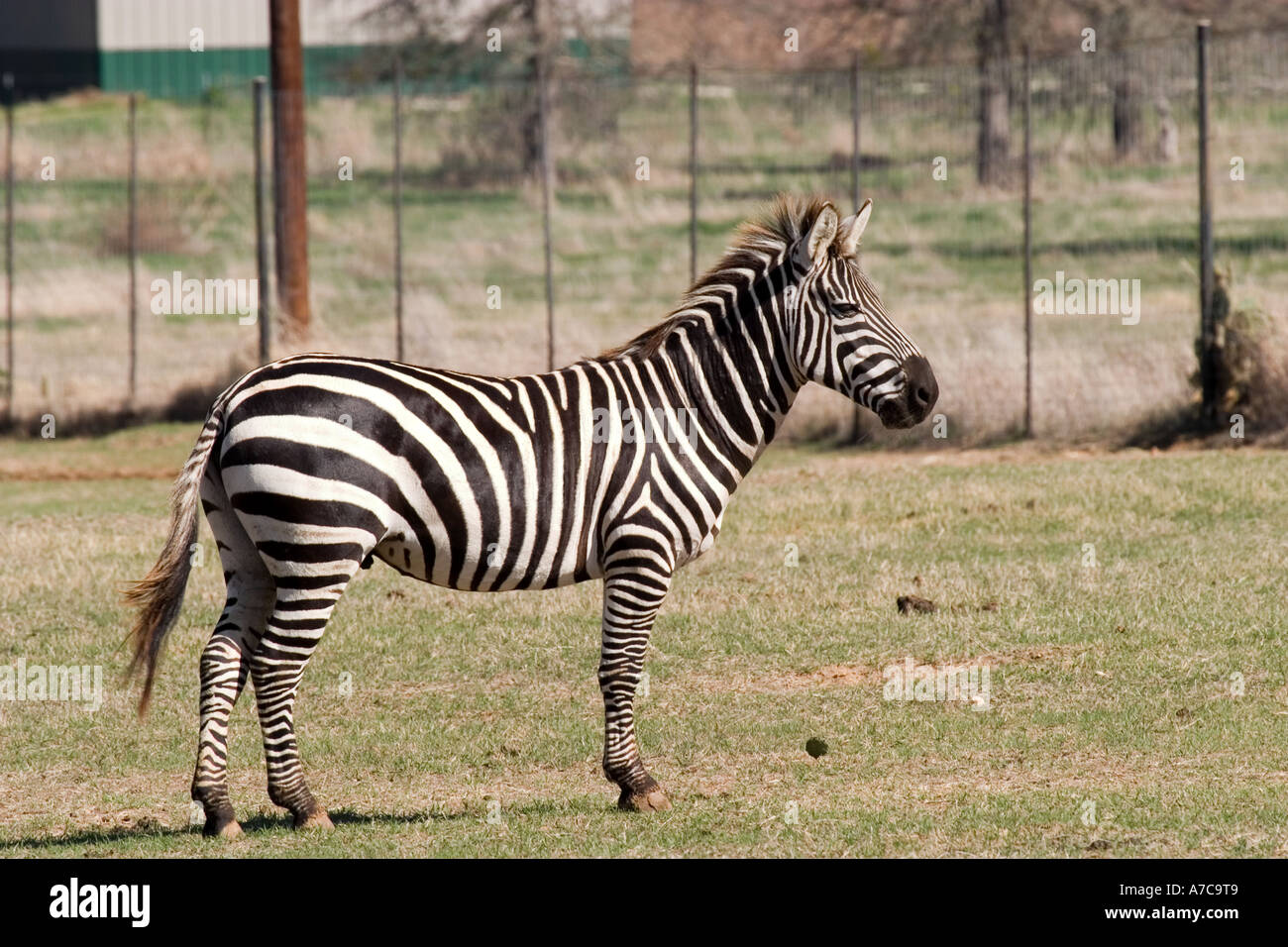 Alone zebras hi-res stock photography and images - Alamy