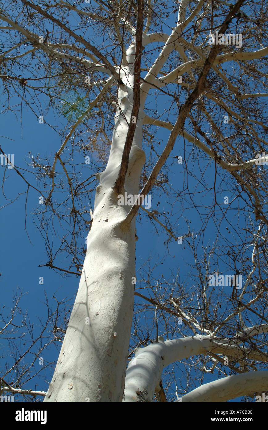 Sycamore tree peeling bark hi-res stock photography and images - Alamy