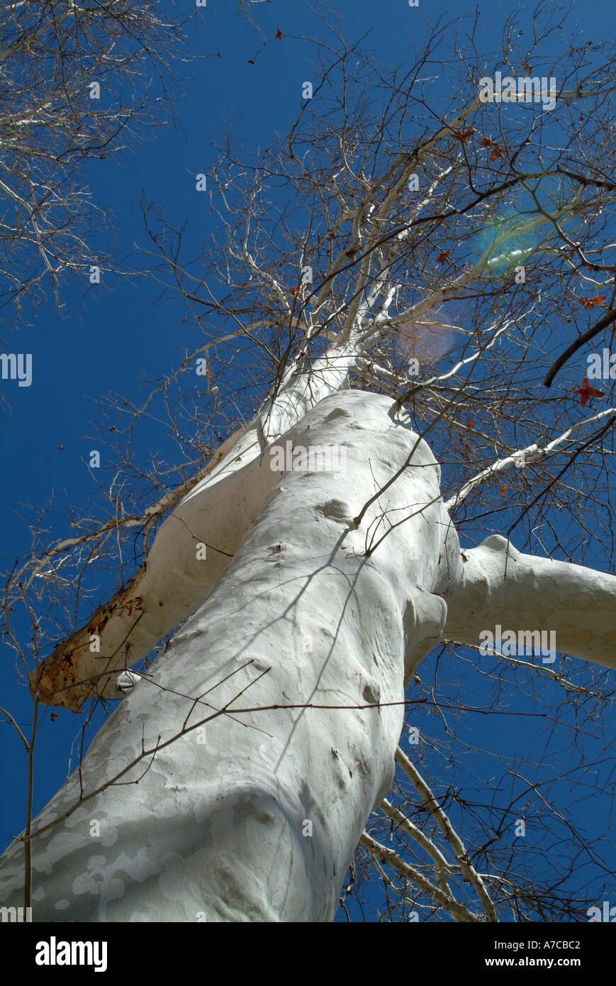 Sycamore tree peeling bark hi-res stock photography and images - Alamy