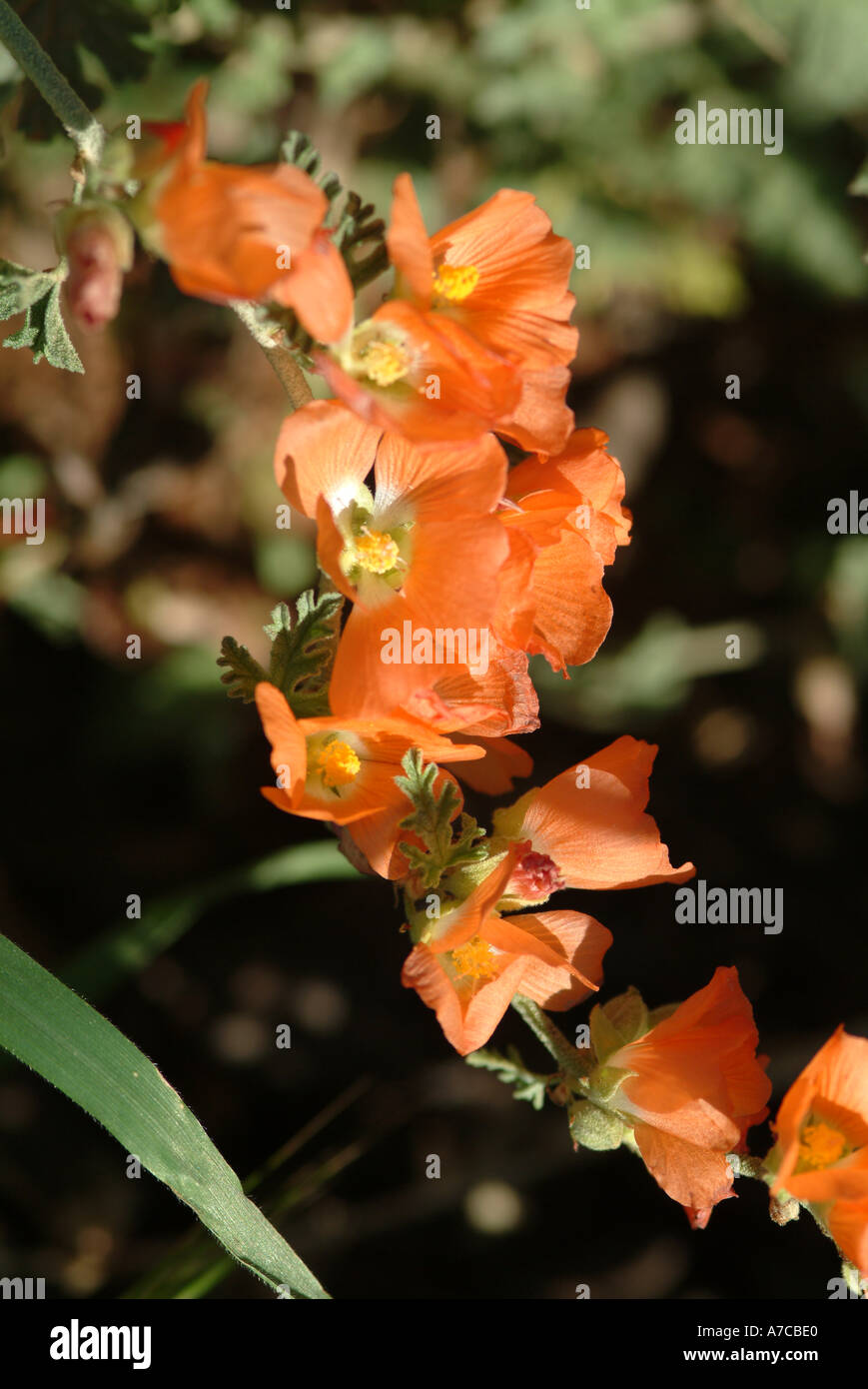 Scarlet Globe Mallow in Sedona Arizona Stock Photo - Alamy